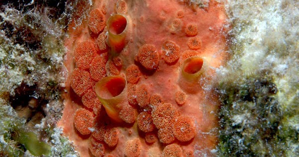 Info animales: DEMOSPONJAS