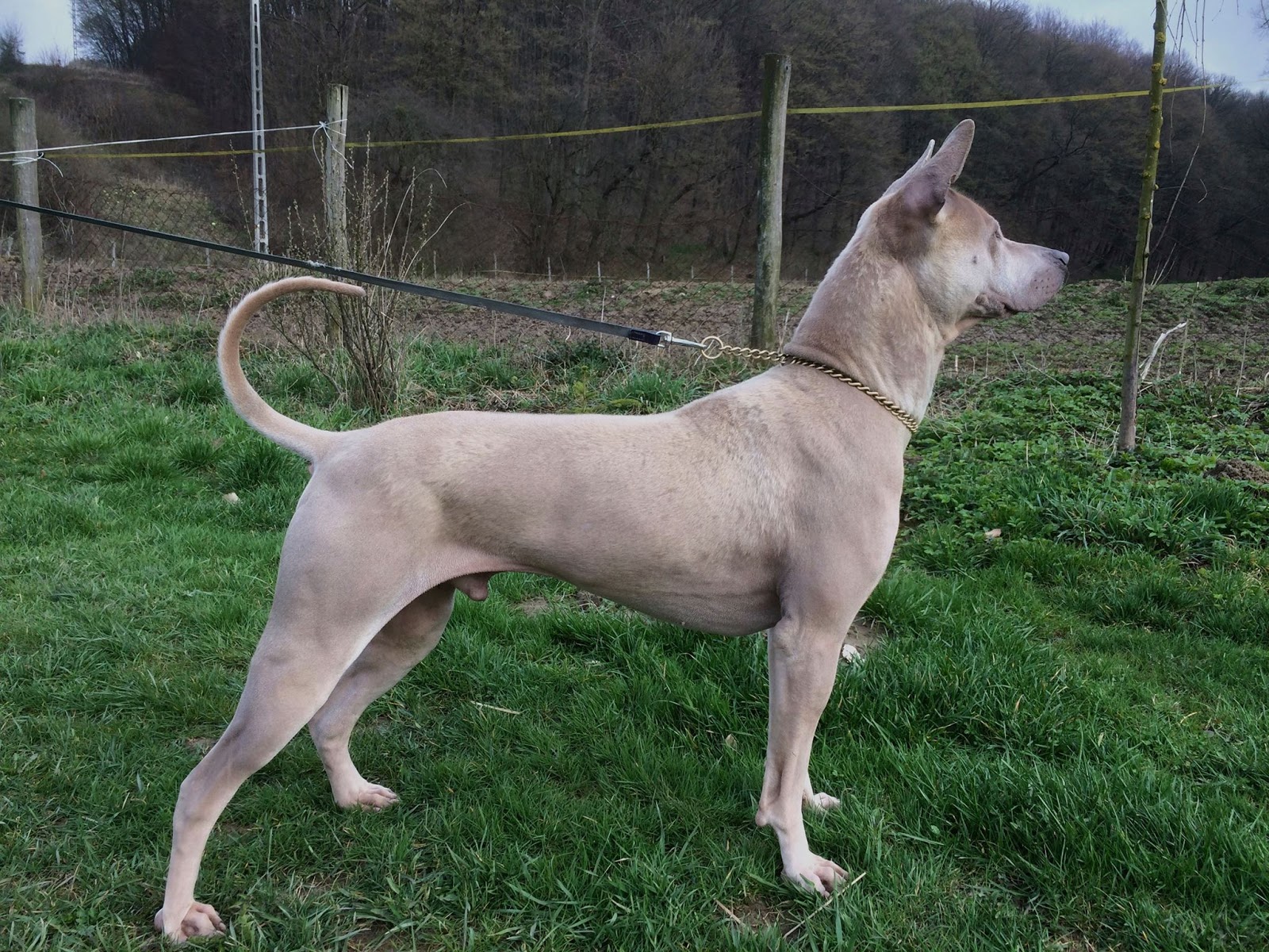 Thai Ridgeback Dog: Isabel jest piekny! thai ridgeback dog o ...
