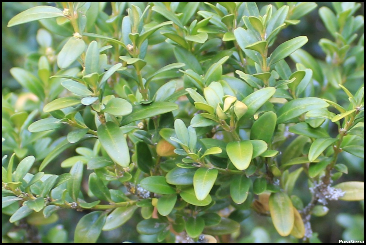 PuraSierra: El boj, la planta amiga: Características, usos y toponimia