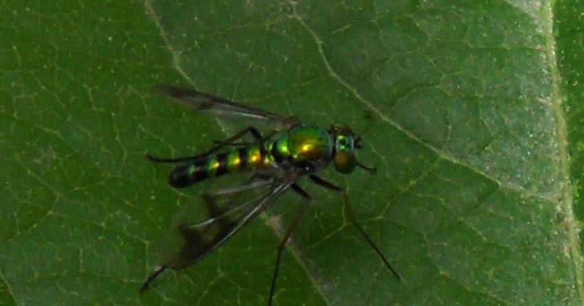 Insetologia - Identificação de insetos: Mosca Verde-Metálica Condylostylus