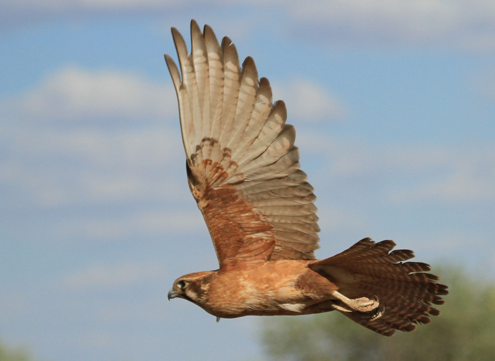 Richard Waring's Birds of Australia: Another Brown Falcon with prey ...