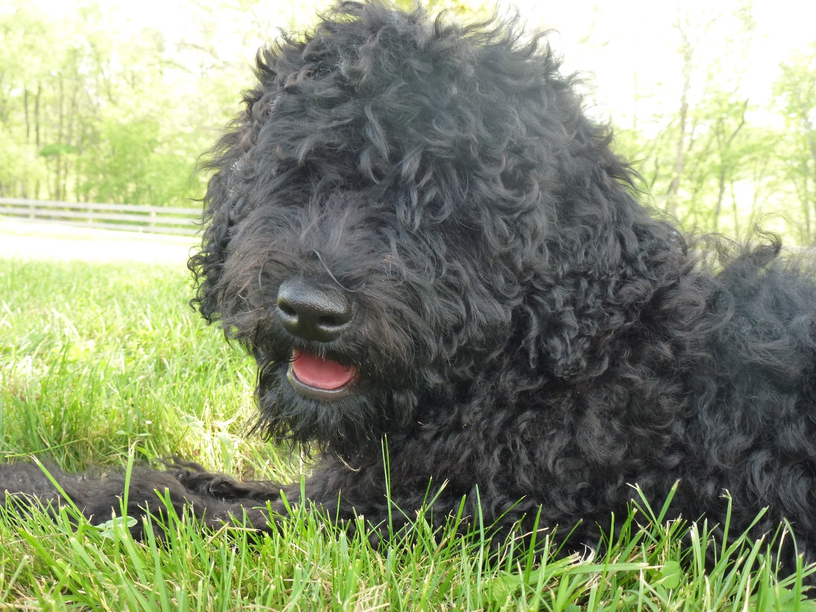 Barbet Is A Mixed Breed