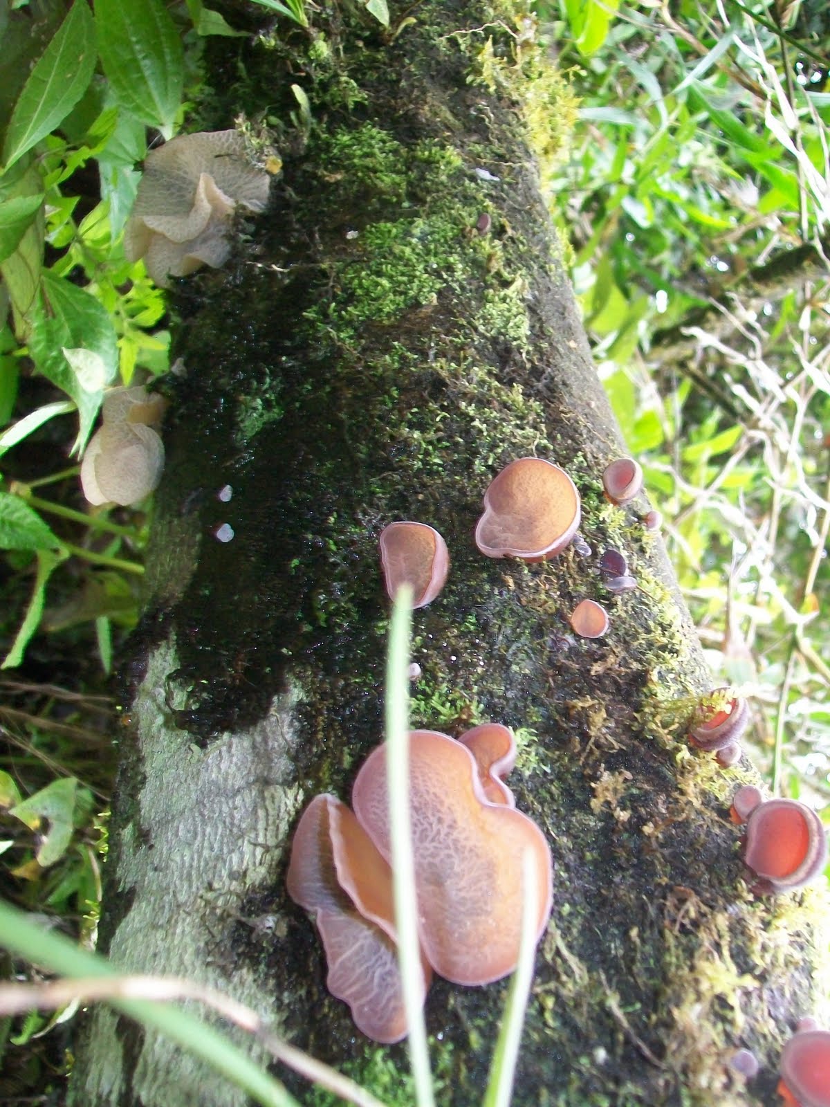Hongos y Biotecnología