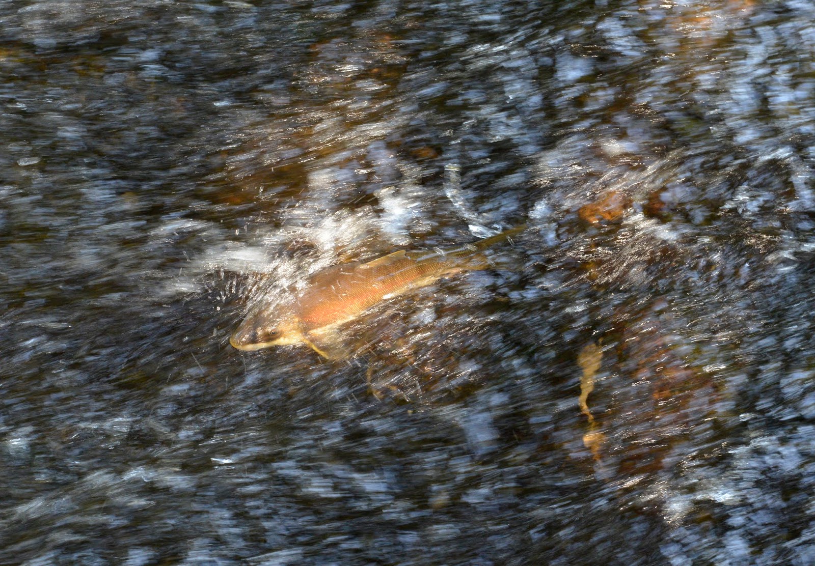 In Search of Perfect Light...: Speaking of Fish...