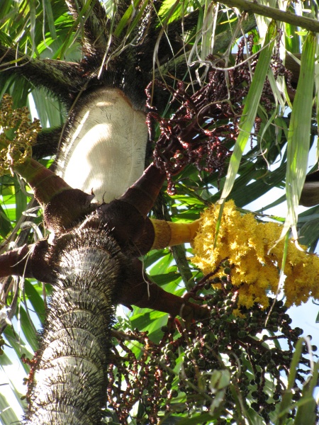 Pokok Nibung Juga Tumbuhan Seribu Guna |MyRokan