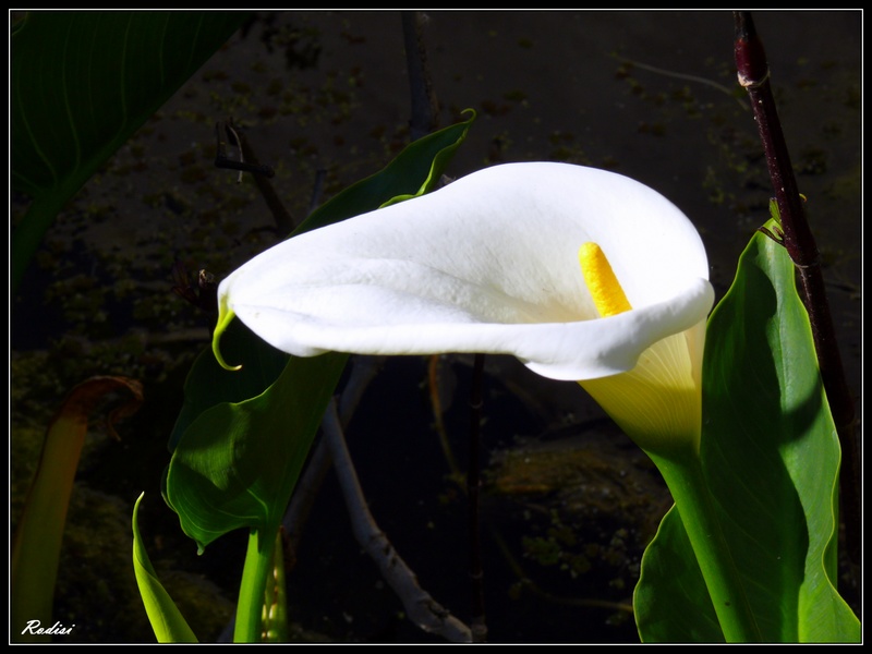 . R O D I S I .: 2012