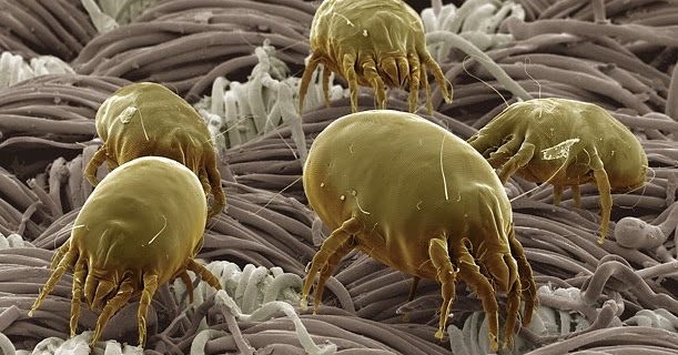 Variety of Life: Pyroglyphidae