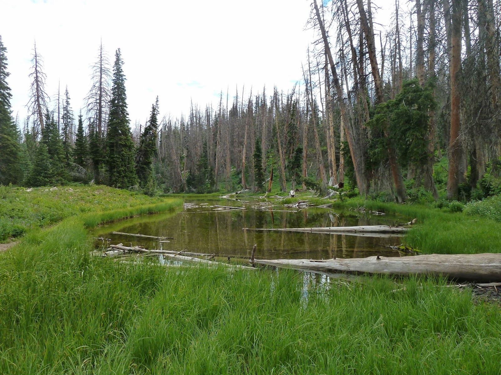 Crazy Hiker Chick: Cedar Breaks NM Alpine Pond Trail
