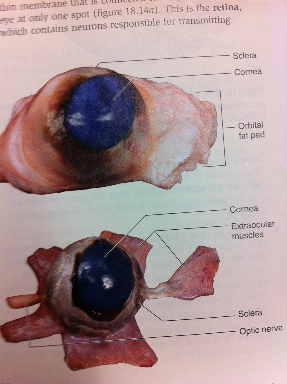 Anatomy120: model: Special Senses: Eye