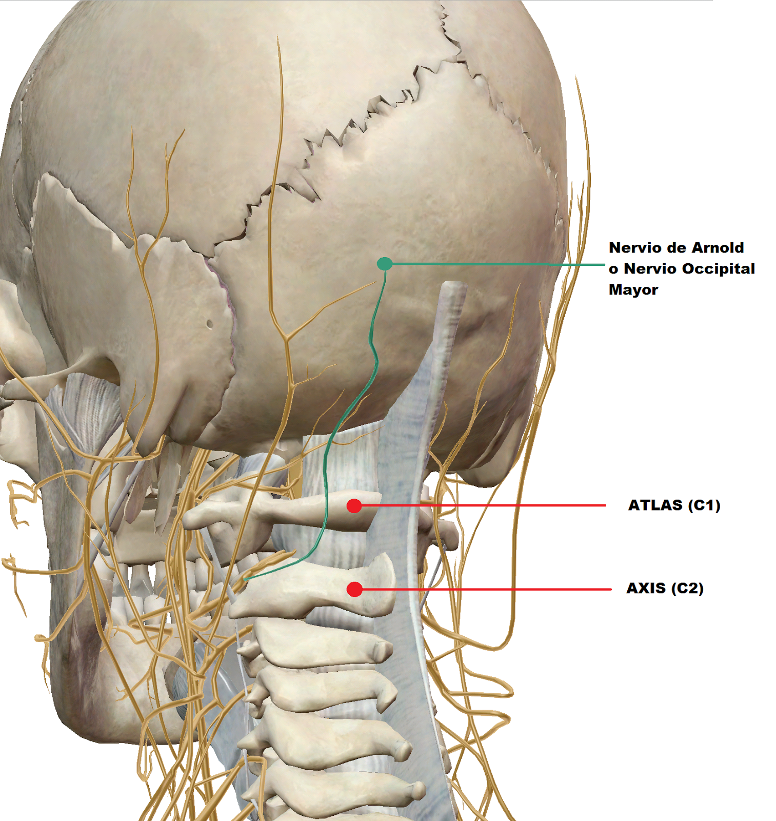 ¿ POR QUE NOS OCURRE?: NEURALGIA DE ARNOLD