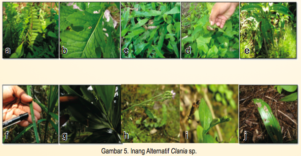 Setora nitens: Informasi Organisme Pengganggu Tanaman CLANIA SP