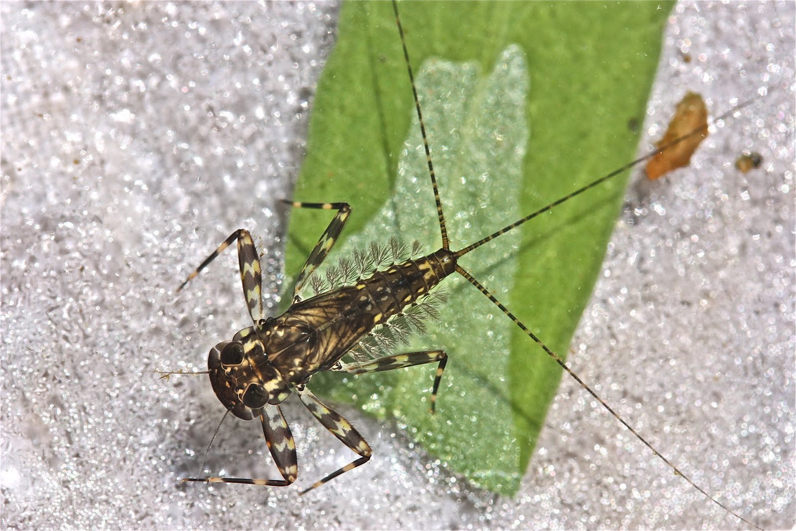 Aquatic Insects of Central Virginia: A Quick Look at Buck Mt. Creek on ...