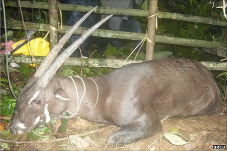 Let's Draw Endangered Species! : ): Saola