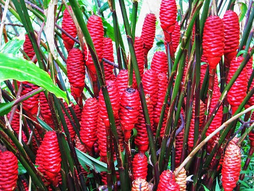 Norisam Zainal : JoM KeNaLi KhAsIaT LeMpOyAnG @ HaLiA HuTaN