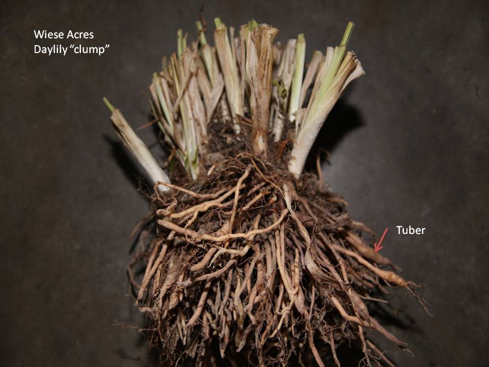 Wiese Acres: Planting Daylilies