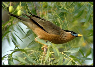 Travel India Tourism and India Tour Packages: Kulik (Rajganj) Bird ...