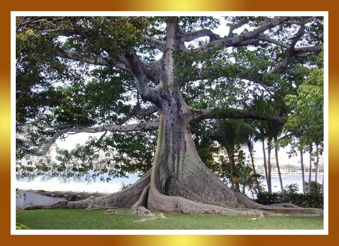 Guía del Plantabosques: LA CEIBA PENTANDRA