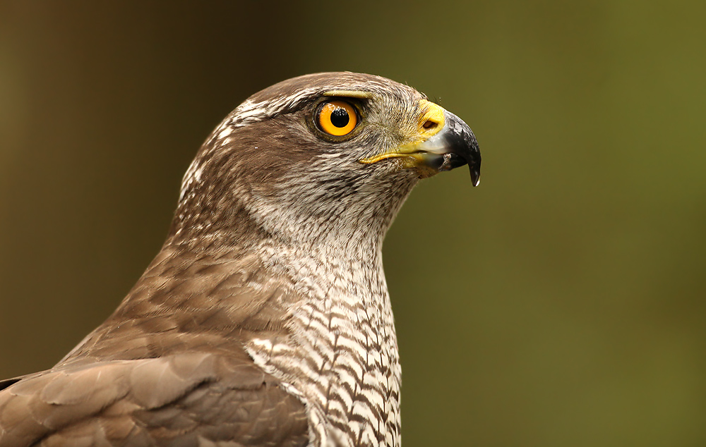 Glenn Vermeersch Natuurfotografie: Havik blijft komen!