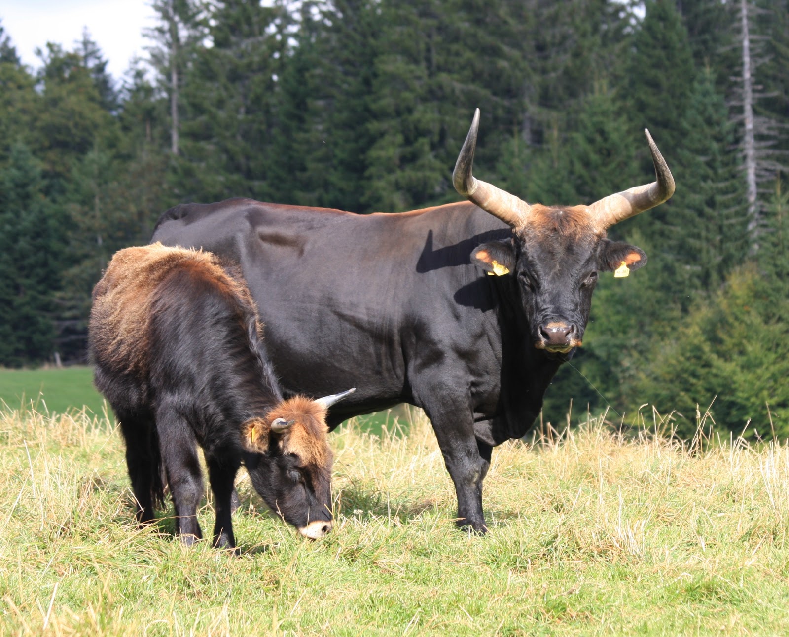 Aurochs