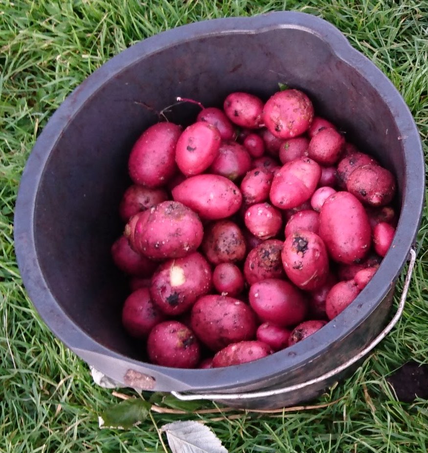 Hvordan virker bedøvelse?