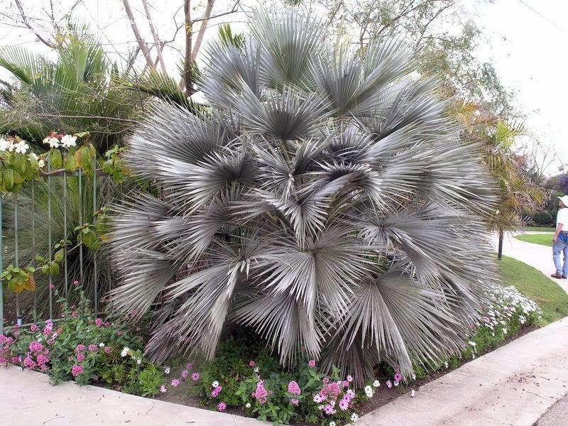 ARTE Y JARDINERÍA : BRAHEA ARMATA. Palmera azul