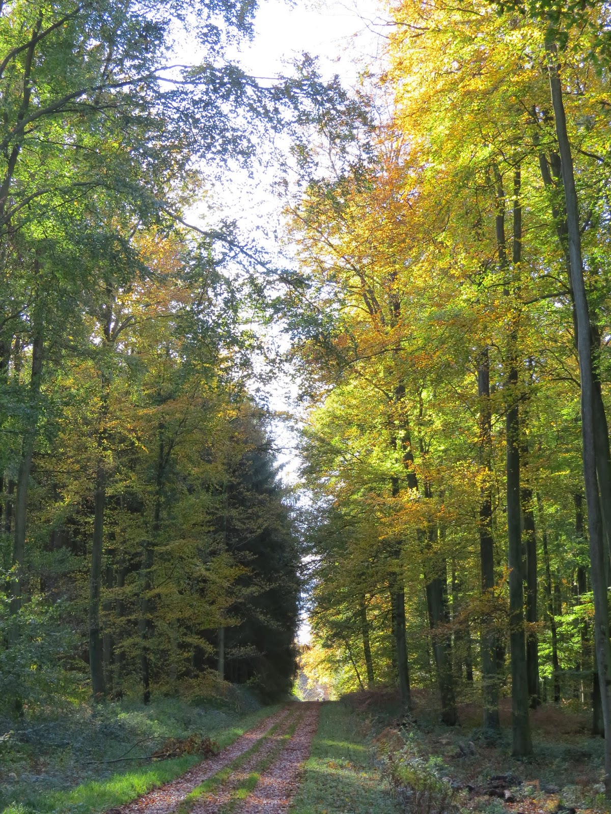 L'Envol du Lucane - Le blog d'OLEM: Forêt de Lyons