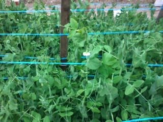 De la mine din ograda