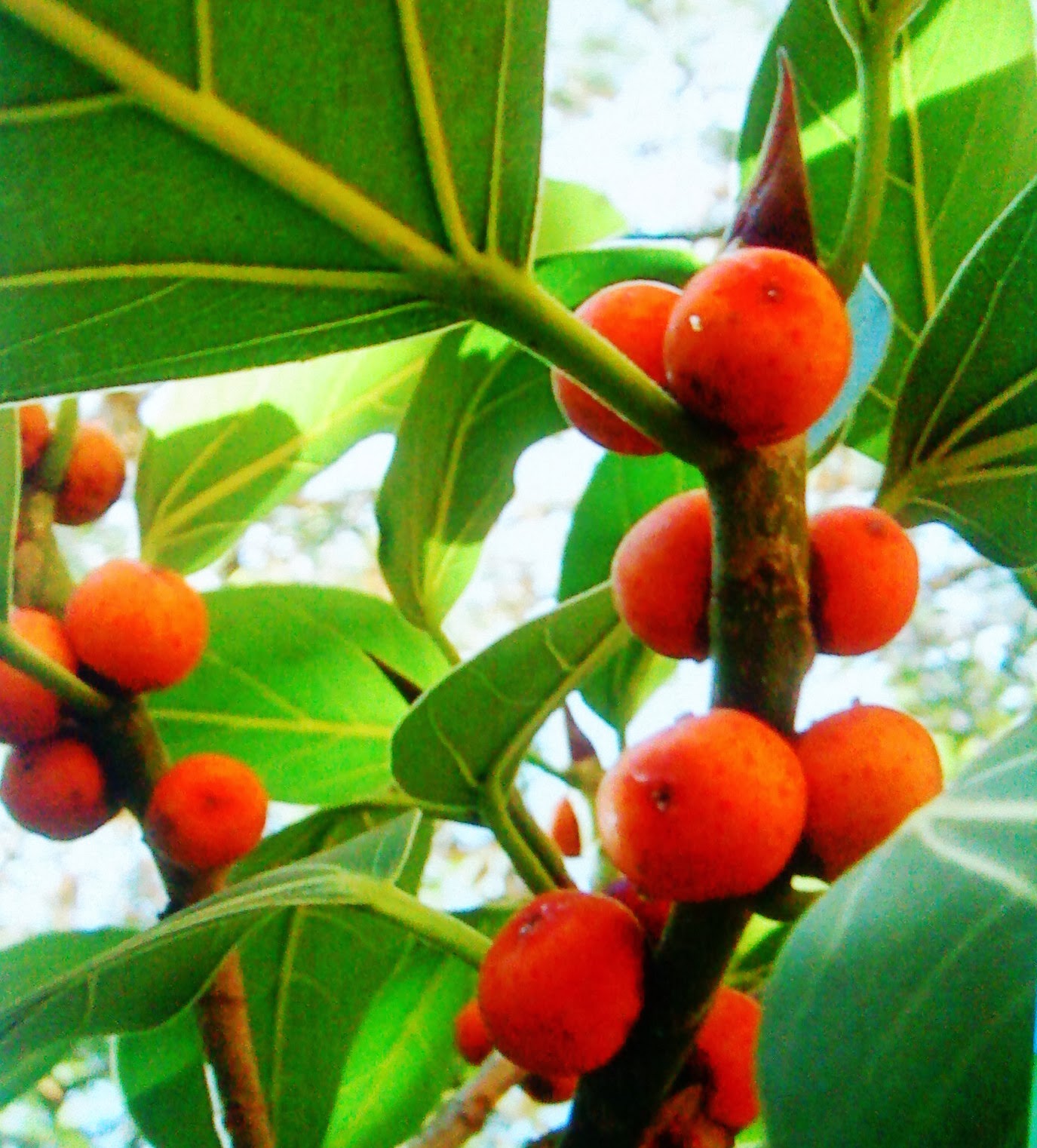 Reforestation and the Medicinal Uses of Trees -Liliana Usvat Research ...