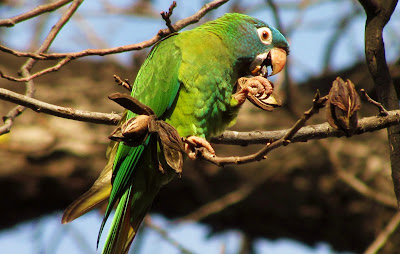 Birding Bros. Blog: Spanish Bird of the Week #9: Rose-ringed Parakeet