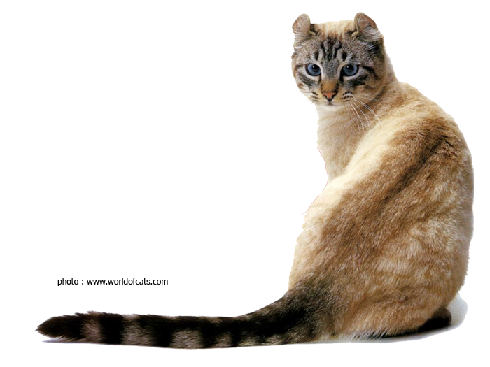 American Curl Cat ( Kucing American Curl ) | Bumencat