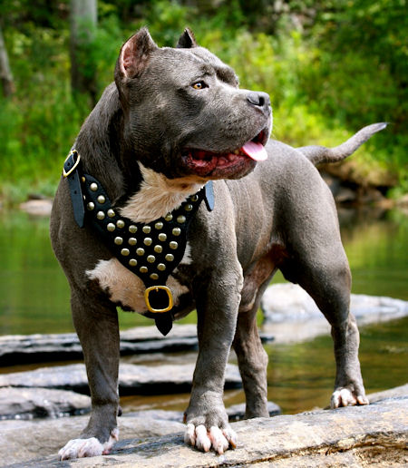 American Pitbull Terrier