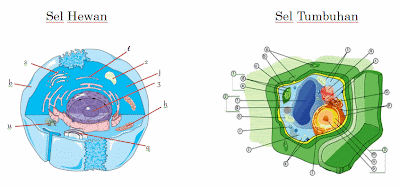 Organisasi , Struktur dan Morfologi Sel serta Hubungannya dengan ...
