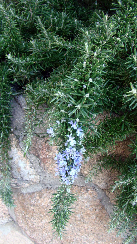 Biosfera vegetal.: Romero rastrero (Salvia rosmarinus 'Prostratus').