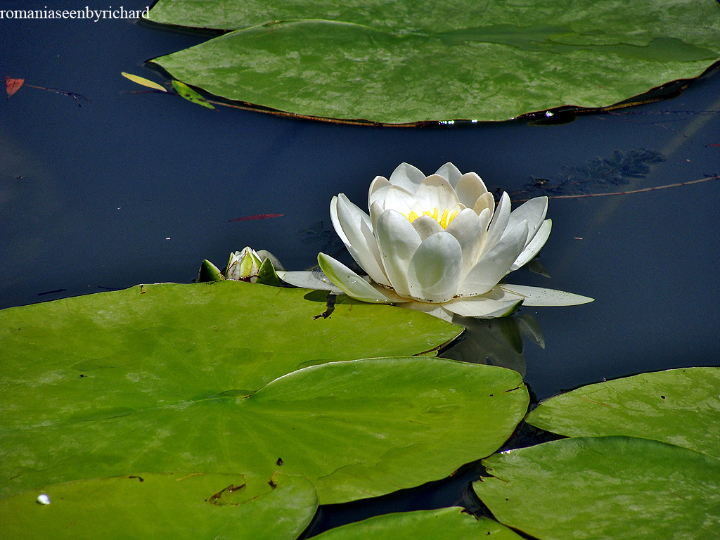 BIRDS,PEOPLE AND OTHER CRITTERS: White waterlily Nufar alb Fehér ...