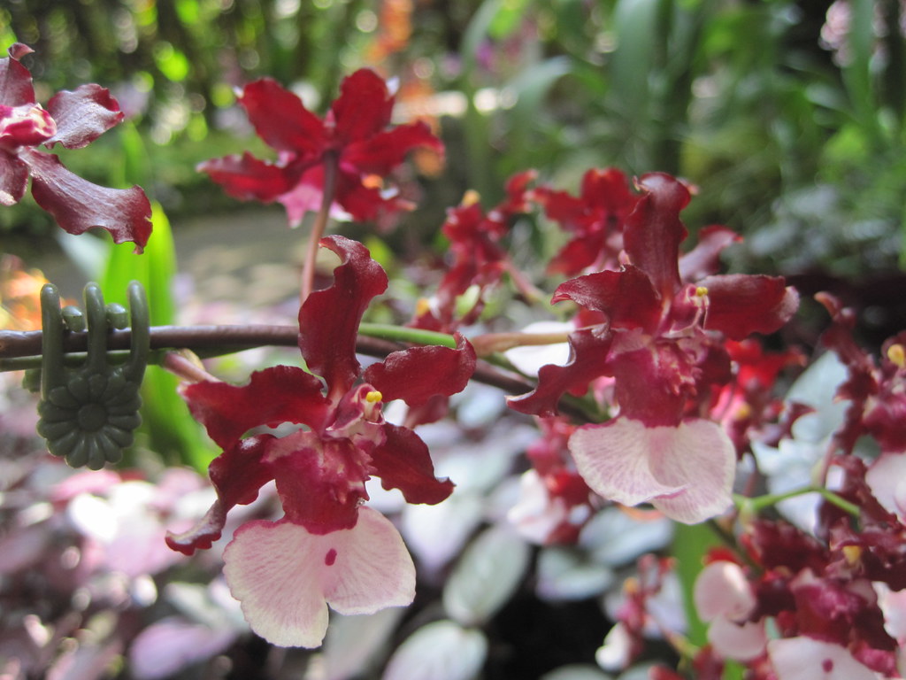 Oncidium Sharry Baby orchid hybrid care and culture | Travaldo's blog