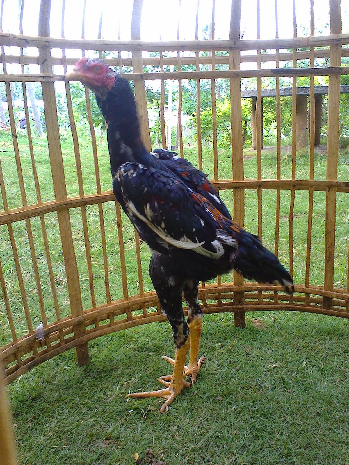 Ayam Bangkok F1 Saigon F1 Probolinggo Cock Fighter (PCF): Ayam F1 (TERJUAL)