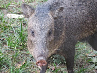 Animales y Plantas de Perú PLAAN: noviembre 2013