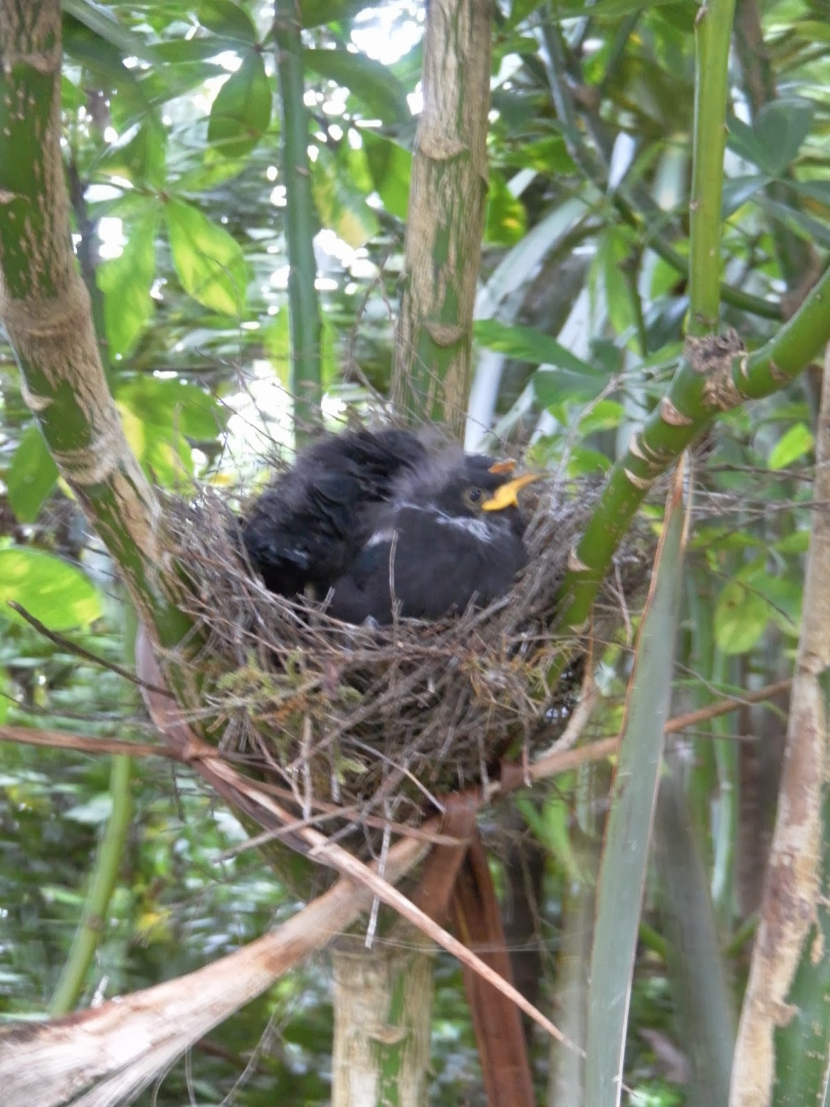 Explore and Discover Nature: Tui Chicks in the Garden