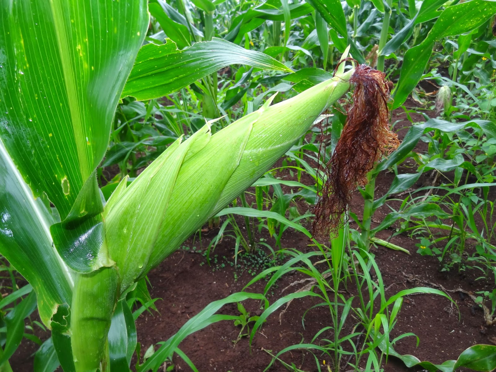EN TIERRA DE VOLCANES: ¿Cocinamos elotes?