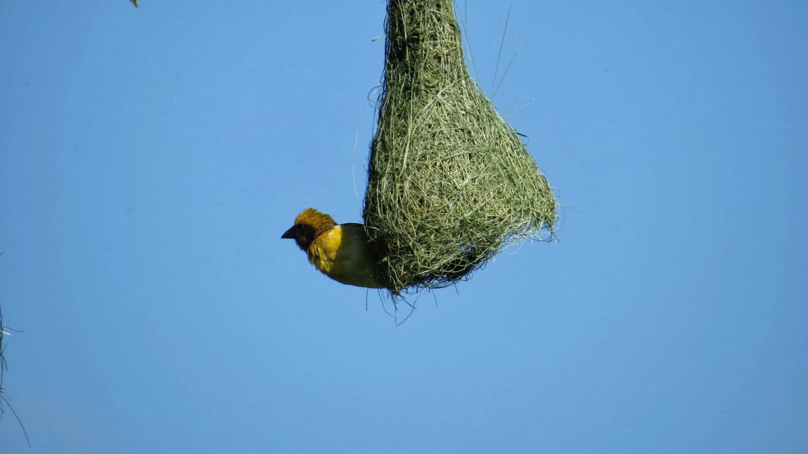 Safari Sri Lanka: Weaver Bird