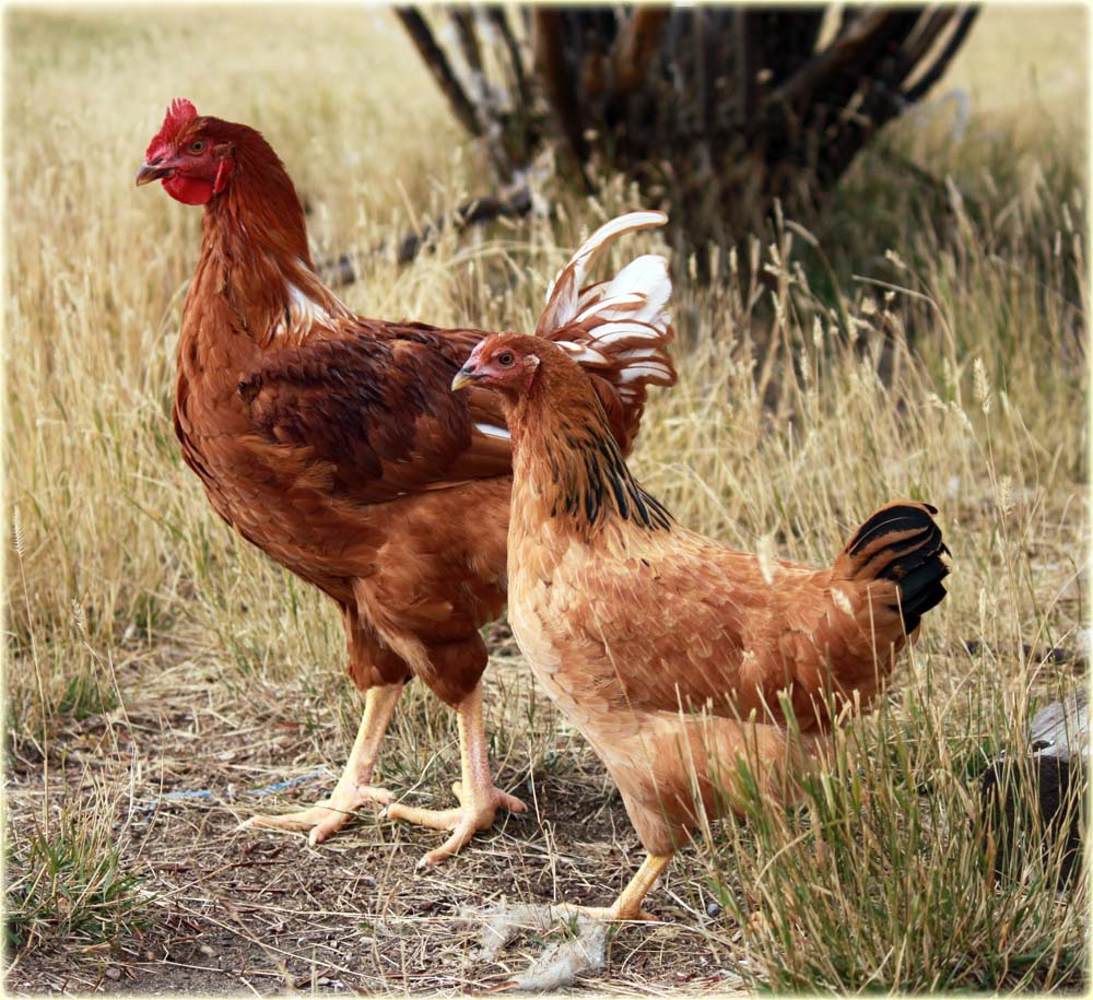 Alta-Pete Farm Tails: Hen Pecked