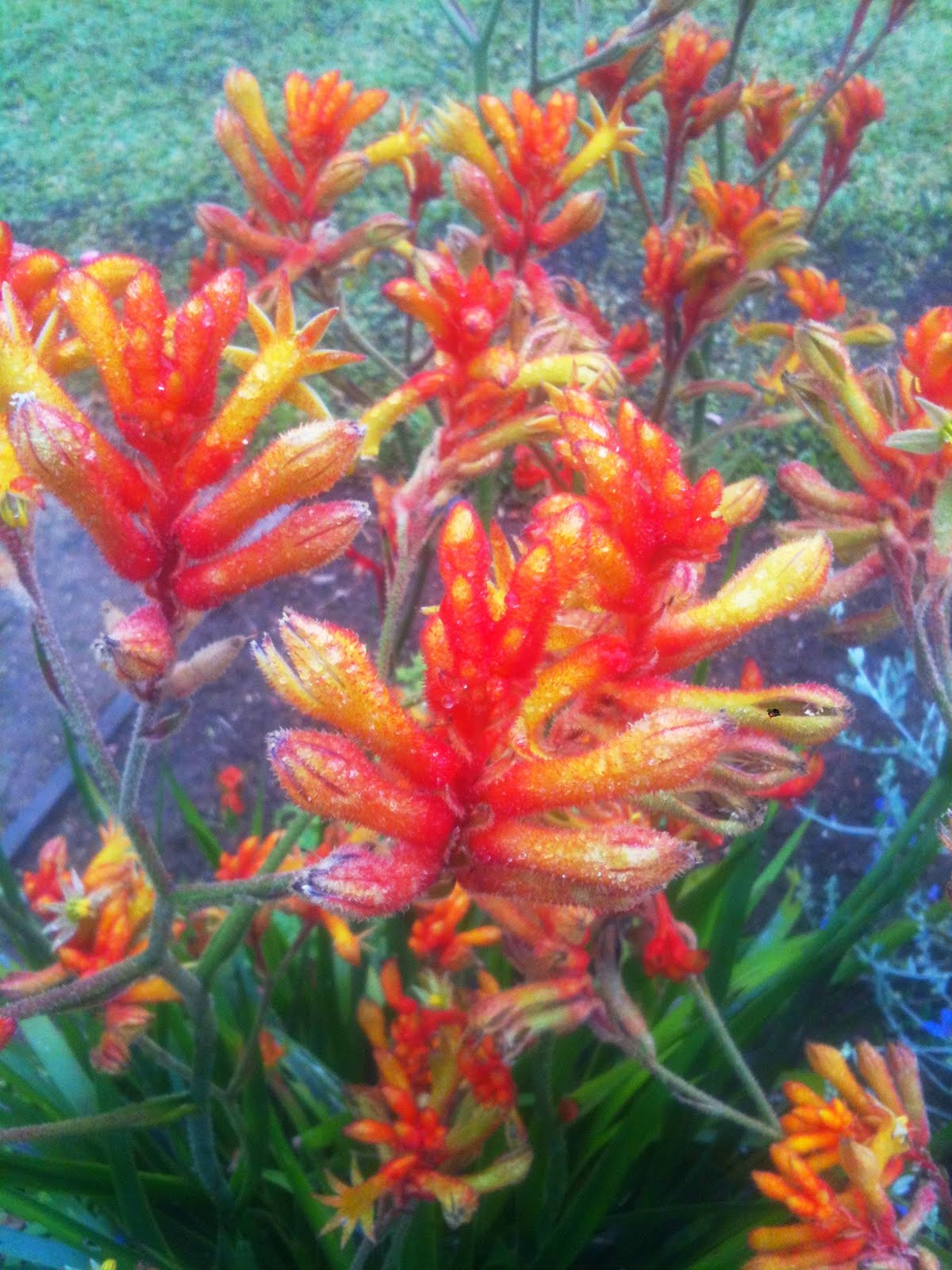 Aprille's SoCal Gardening : Kangaroo Paw
