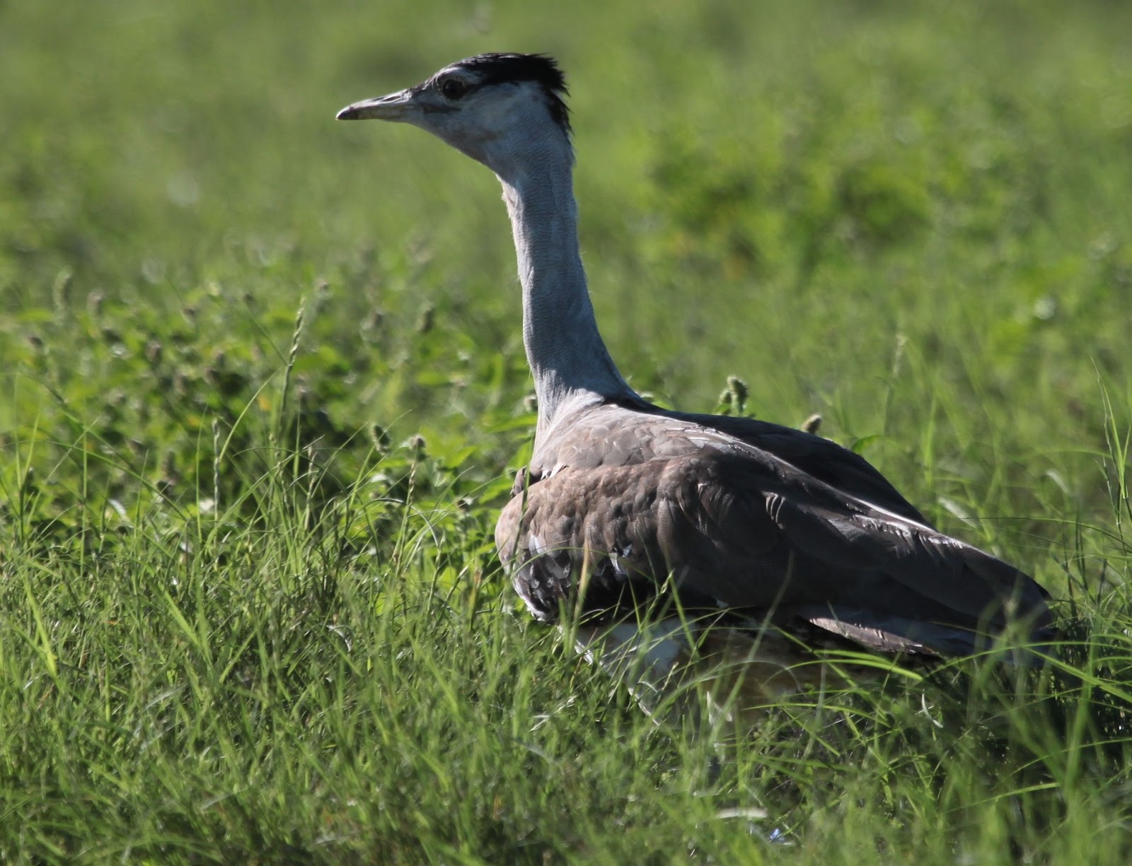 Central Australia Bird Photos: Australian Bustard - also known as Bush ...