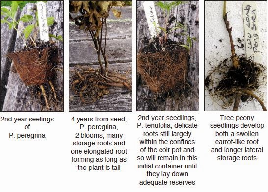 Canadian Peony Society: At the Root of the Matter
