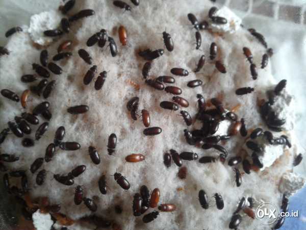 Mengenal Semut Jepang ~ Yang Ku Suka