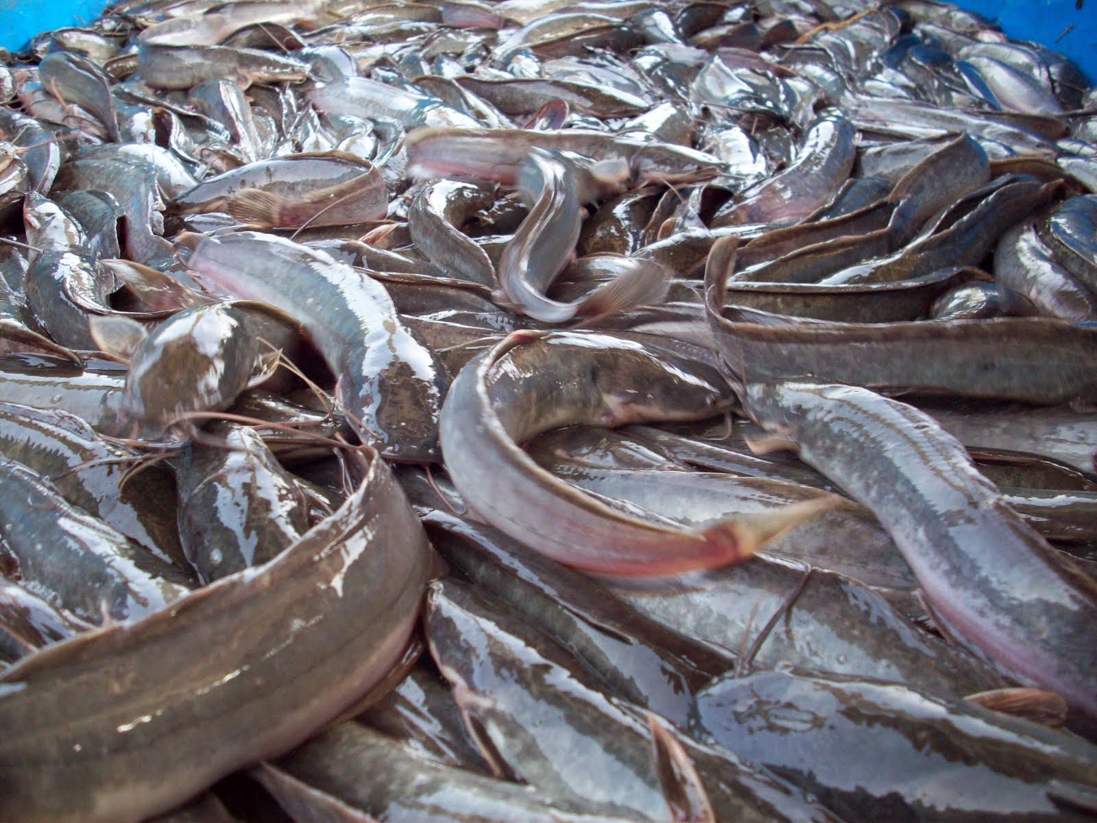 JUAL BELI LELE KONSUMSI JAKARTA DEPOK, 6-8 EKOR PER KILO, AGEN LELE ...