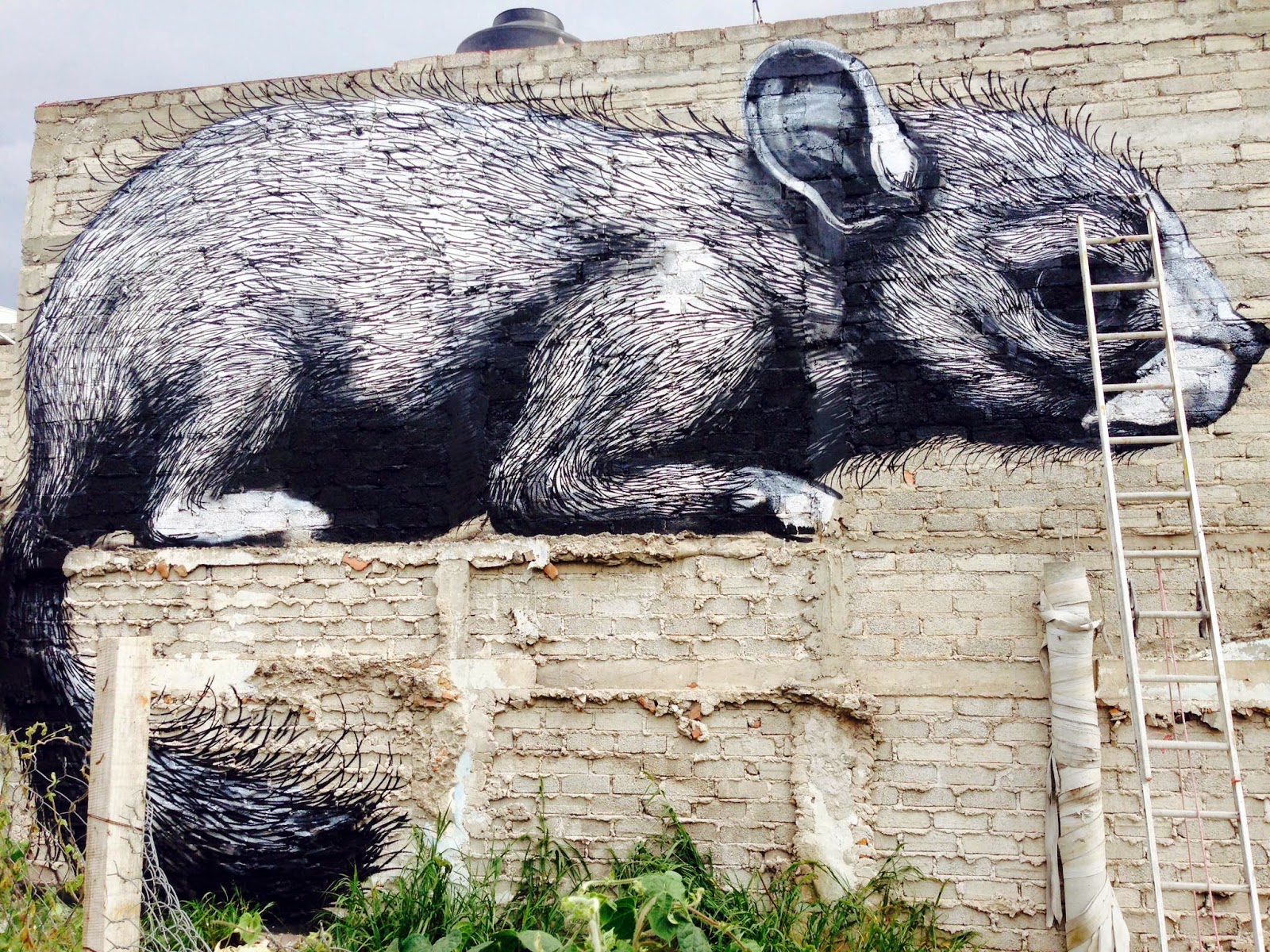 ROA paints a series of animals in Queretaro, Mexico | StreetArtNews ...