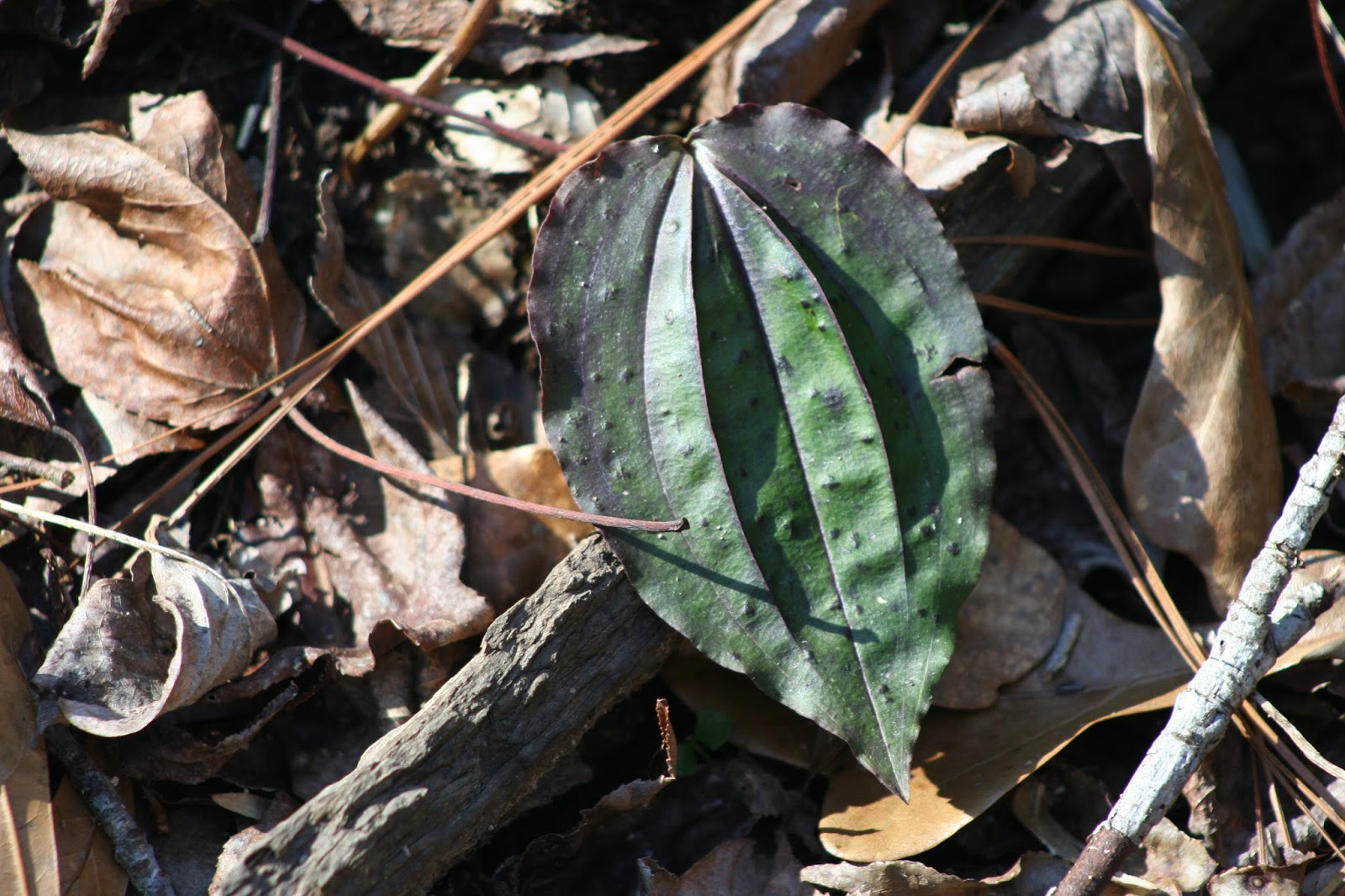 Hoot Owl Karma: The Cranefly - North Carolina's Invisible Native Orchid