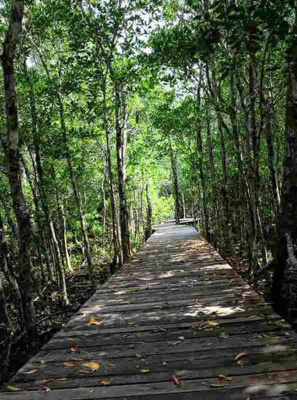 Hutan Mangrove Karimunjawa - Tracking mangrove