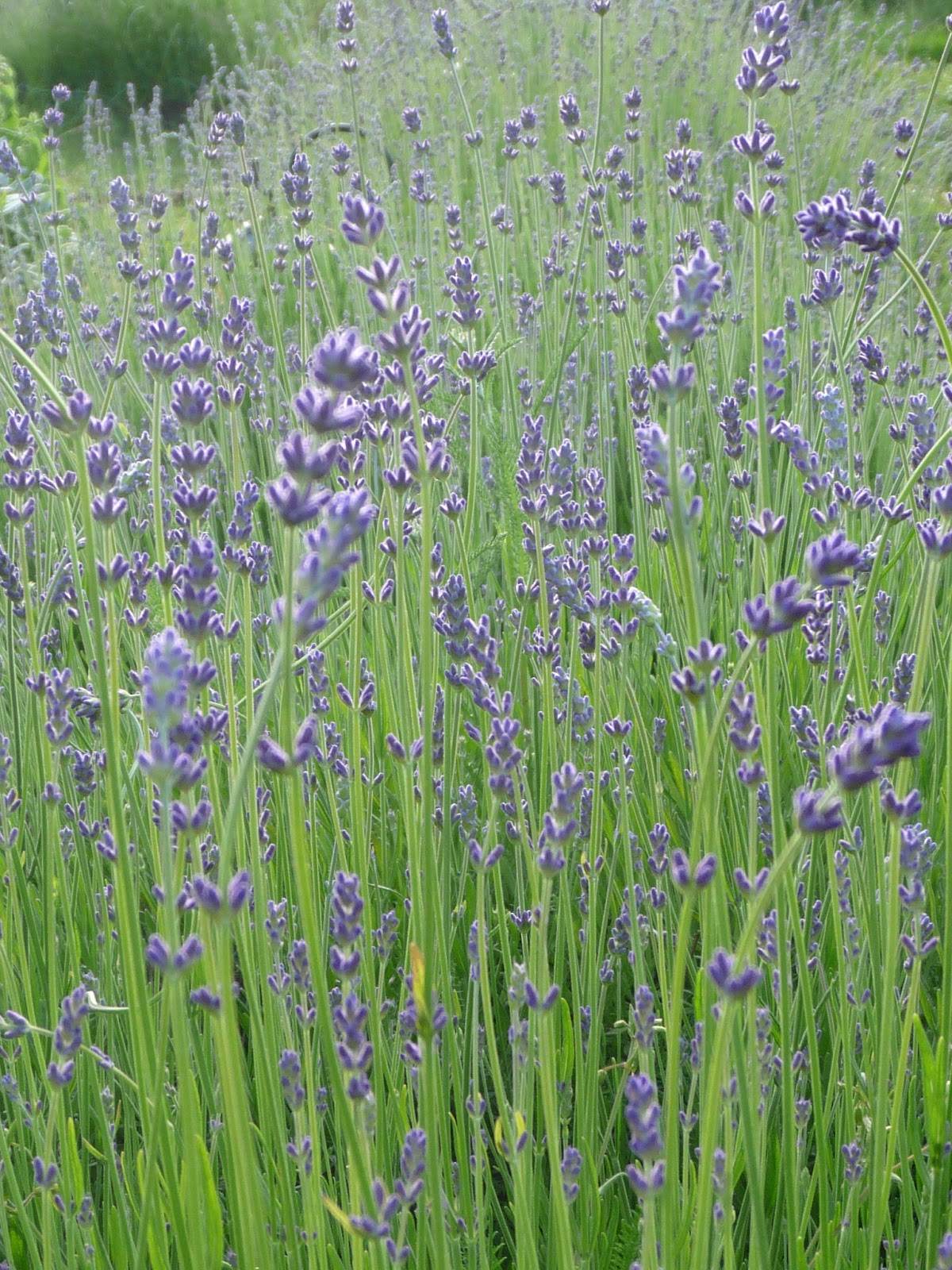 Kaip auginti levandas? - Flora Love Zone